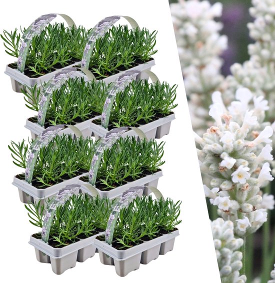 Plants by Frank | 48 witte Lavendelplanten | Vaste planten ...