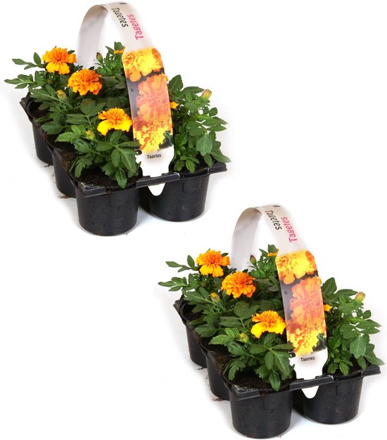 Afrikaantjes oranje - 12 plantjes - dé beste buur planten voor in je ...