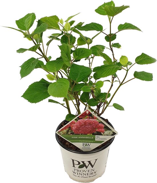 Hortensia, Kleur Roze, Terrasplant, Balkonplant, Hydrangea arbo. Pink ...