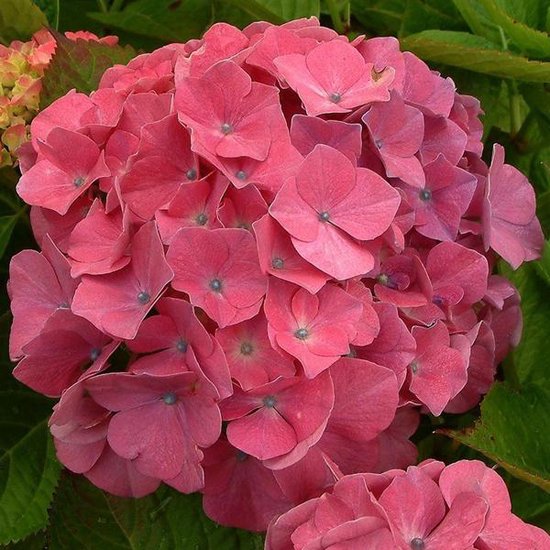 Hydrangea Macrophylla 'King George VII' - Hortensia - 25-30 cm in pot ...