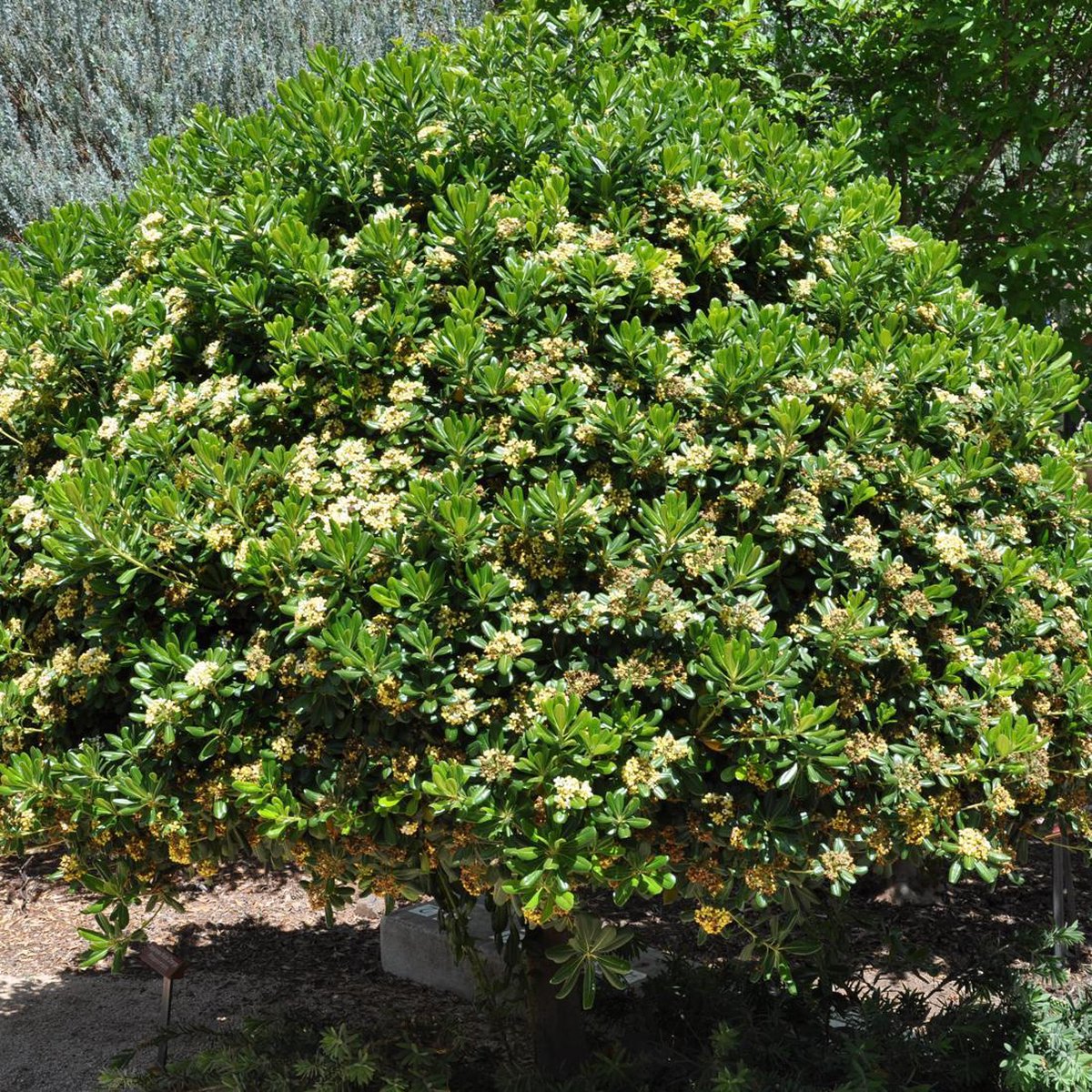 Pittosporum Tobira - Australische Laurier 40-50 cm in pot | bol