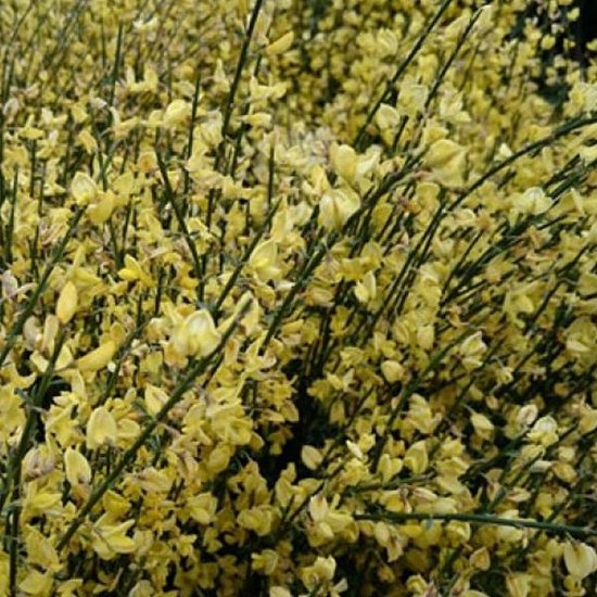Cytisus Praecox - Brem 40-60 cm in pot | bol
