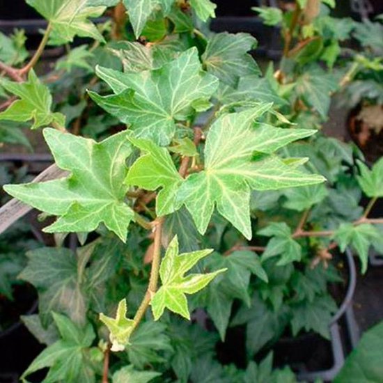 Hedera Helix 'Green Ripple' - Klimop 50-60 cm in pot | bol