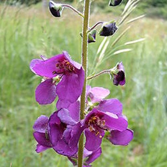6 x Verbascum Phoeniceum - Toorts Pot 9x9 cm - Paarse Torenbloemen | bol