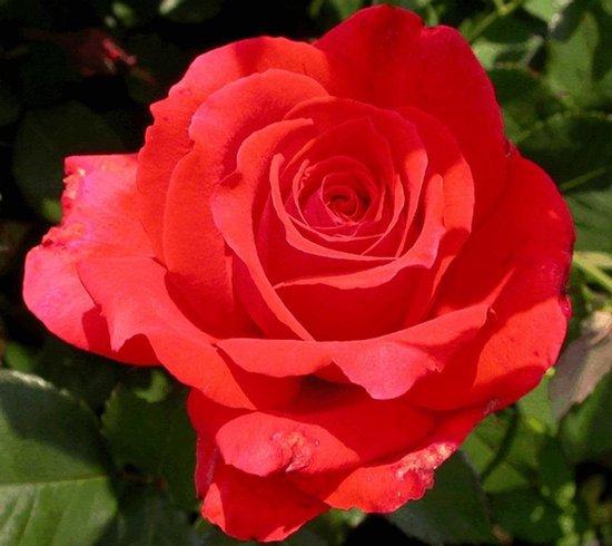 Rosa - Struikroos 'Kanegem' - blote wortel | bol.com