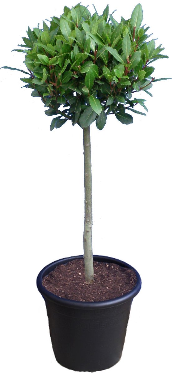 1 Laurier Boompje Op Stam. 80cm. Laurus Nobilis. | bol.com