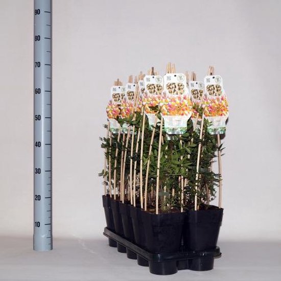 Pistache Notenboom - Pistacia Vera - Bladverliezende boom voor noten | bol