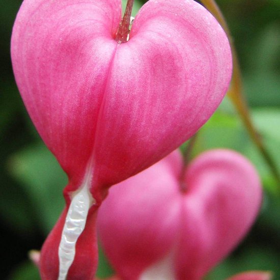 6 x Dicentra Spectabilis - Gebroken Hartje Pot 9x9 cm - Roze Hangende ...