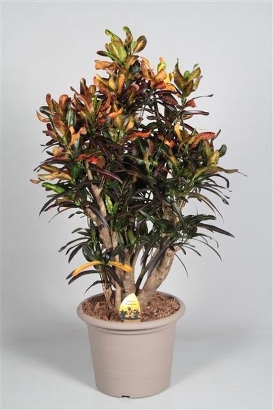 Kamerplant - Croton Red Banana - vertakt - in deco pot - Ø pot 30cm -↑ ...