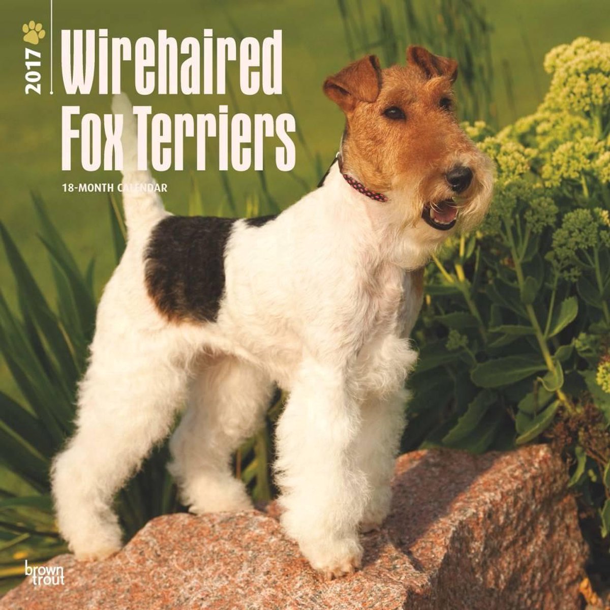 Browntrout Draadharige / Ruwharige Fox Terrier Kalender 2017 | bol.com