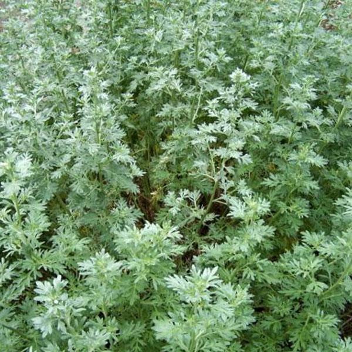 6 x Artemisia Absinthium - Alsem pot 9x9cm | bol.com