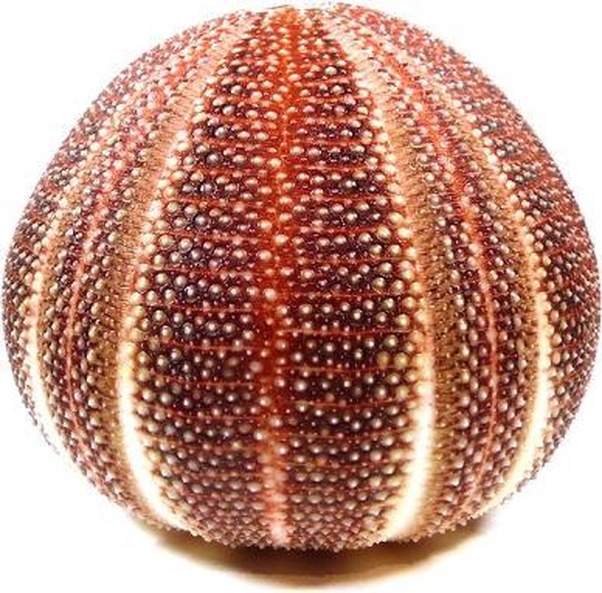 Zee-egel skelet | bol.com