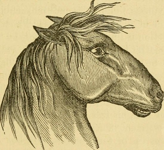 Not Quite 50 Shades of Neigh (ebook), Chad Talbek | 1230000538312 ...