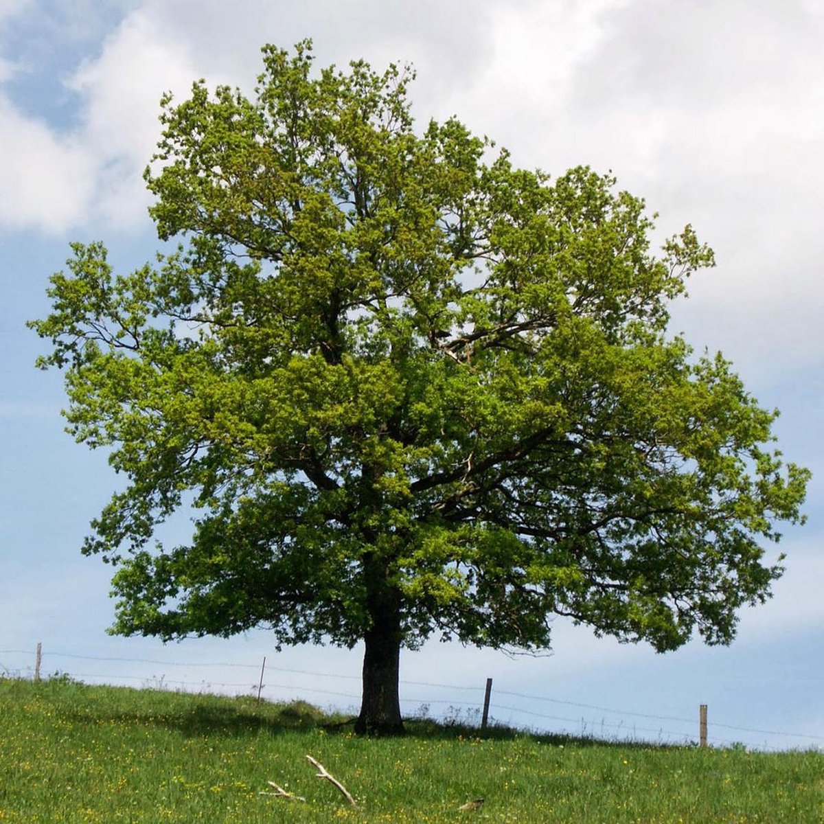 Quercus Robur - Chêne pédonculé - Arbre Tige 6-8 cm Racines nues | bol.com