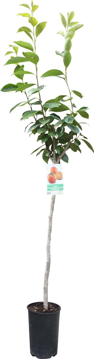 Kakiboom, 160cm, Diospyros Kaki | bol.com