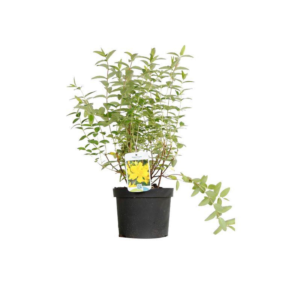 3 x Hypericum 'Hidcote' - Hertshooi 20-30 cm in pot | bol
