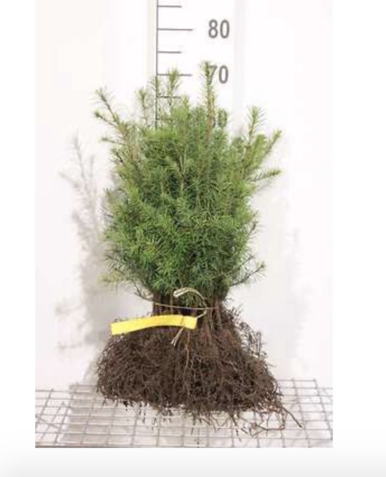 10 x - Pseudotsuga menziesii - Douglasspar 40 - 60 cm blote wortel | bol