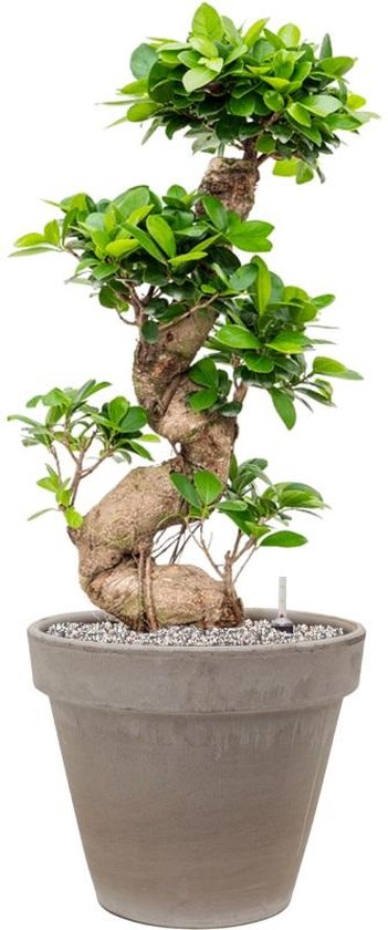 Plant in Pot Ficus Microcarpa Compacta 85 cm kamerplant in Terra Cotta ...