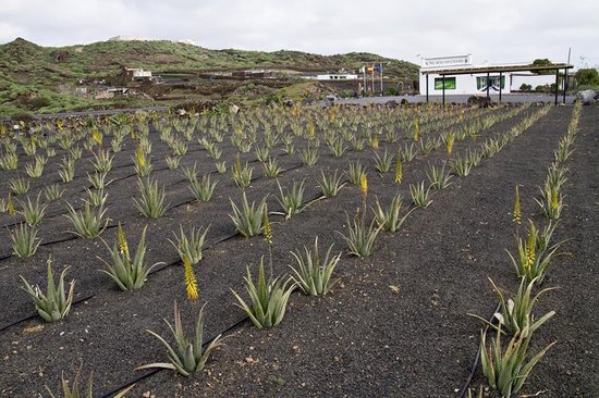 ALO VERA ROLL ON DEODORANT 50ml | bol