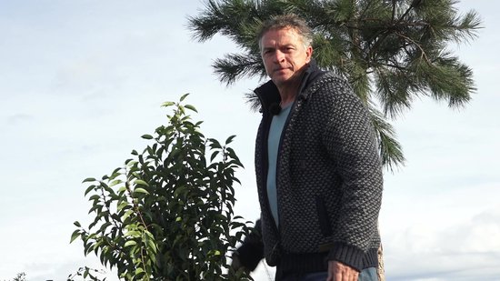 Plants Online - Haagplanten - Laurier ‘Elly’ - Kluit 100-125 cm - set ...