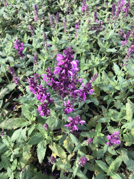 6 x Salvia nemorosa 'Pink Friesland' - SALIE - pot 9 x 9 cm | bol.com
