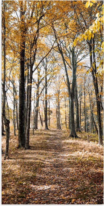 WallClassics - Poster (Mat) - Echte Herfstdag - 50x100 cm Foto op ...