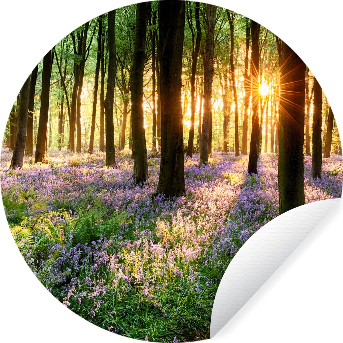 WallCircle - Papier peint cercle - Papier peint autocollant - Forêt ...