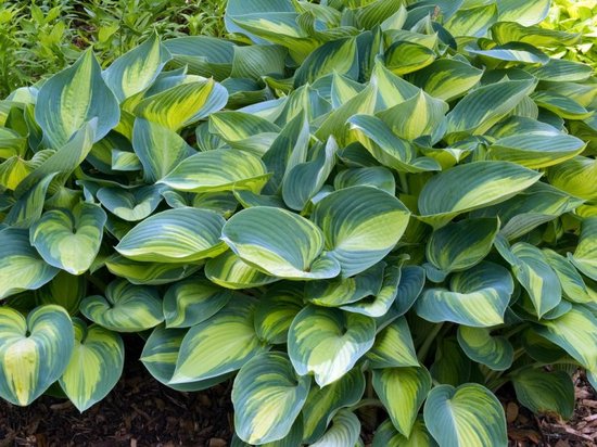 3 stuks | Hosta June P9 | Latijnse naam: Hosta June | bol.com