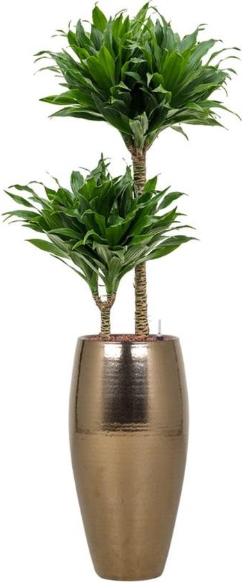 Plant in Pot Dracaena Fragrans Compacta 105 cm hydrocultuur plant in ...