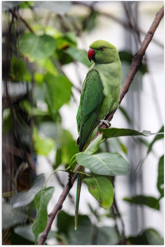 WallClassics - Poster (Mat) - Groene Parkiet op een Tak - 80x120 cm ...