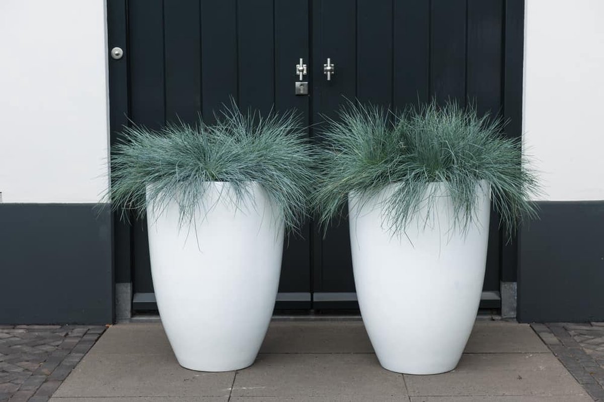 4x Festuca Glauca ‘Intense Blue’ – Blauw Schapengras in C2 liter ...