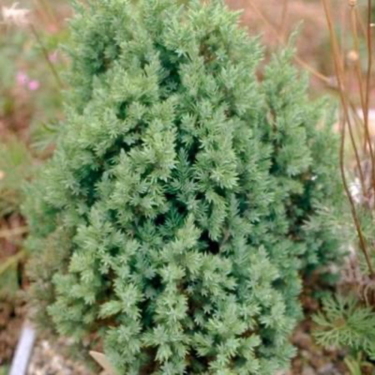 Juniperus chinensis 'Stricta' - Chinese Jeneverbes 30 - 40 cm in pot ...