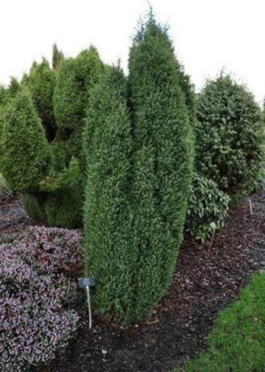 1 x Juniperus communis 'Hibernica' - Jeneverbes, Gewone Jeneverbes 30 ...