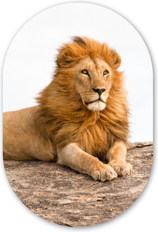 Wall Oval - Décoration murale Plastique - Tableau Ovale - Lion ...