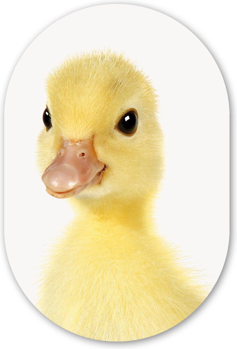 Muurovaal - Kunststof Wanddecoratie - Ovalen Schilderij - Baby eendje ...