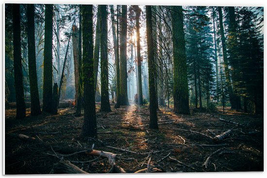 WallClassics - PVC Schuimplaat - Schemer in het Bos met Mos op de Bomen ...