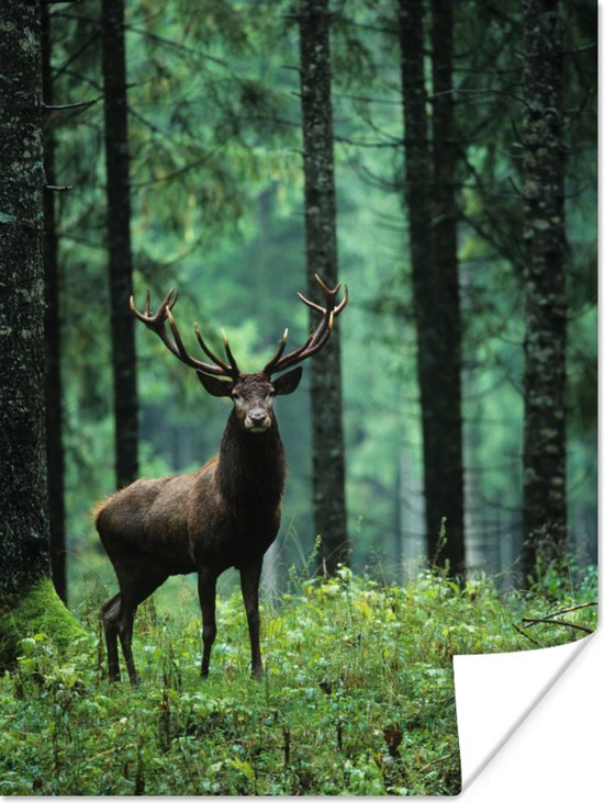 Poster Hert - Bos - Bomen - Dieren - Natuur - 30x40 cm | bol.com
