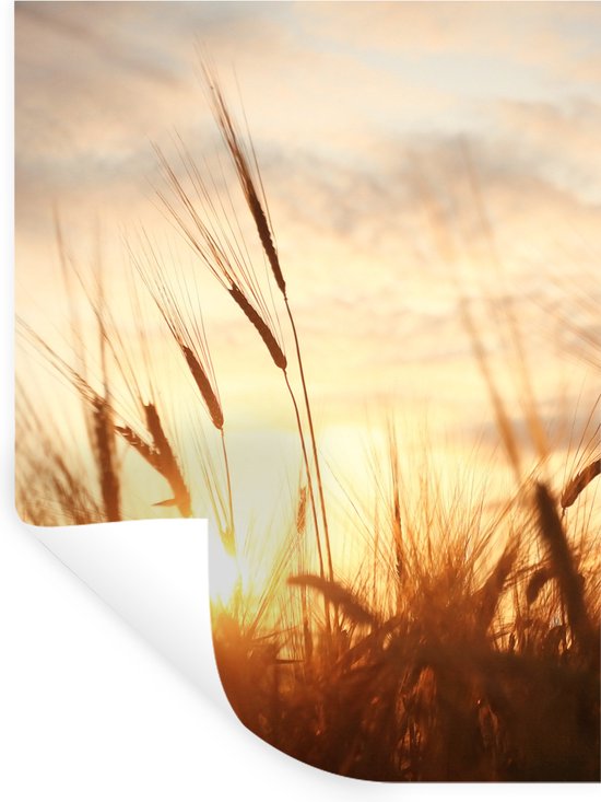 Muurstickers - Sticker Folie - Riet - Gras - Zonsondergang - Natuur ...