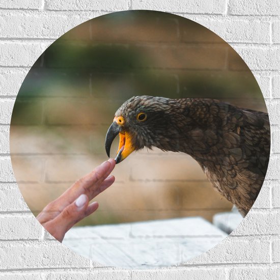 WallClassics - Muursticker Cirkel - Bruine Kea Vogel Bijt Zachtjes aan ...