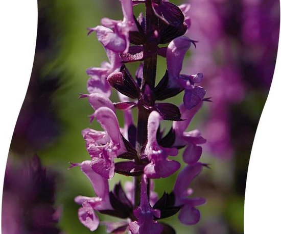 3 stuks | Salvia nemorosa Sensation Deep Rose P11 | Latijnse naam ...