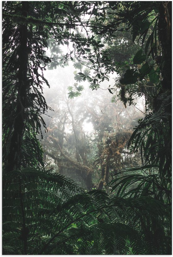 WallClassics - Poster Glanzend – Begroeiing in Regenwoud - 100x150 cm ...
