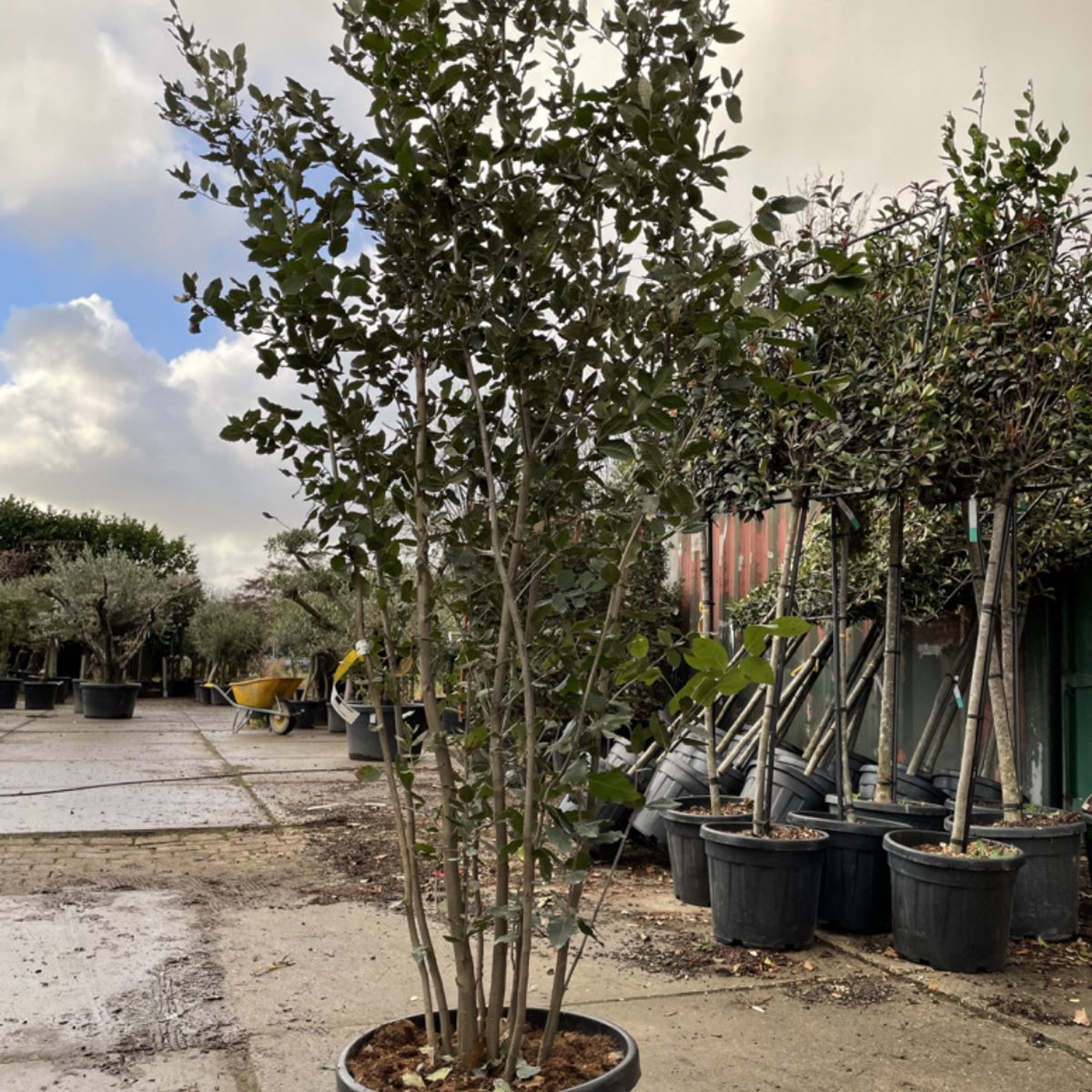 Steeneik - Quercus Ilex - meerstammig wilde vorm | bol
