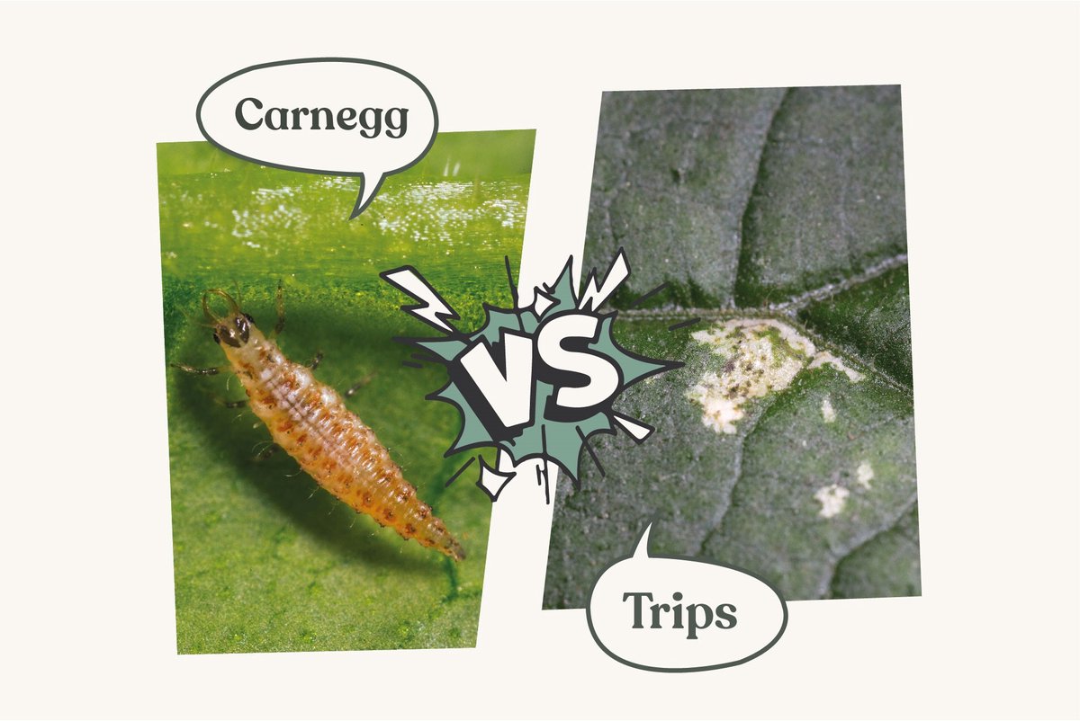 Biologische bestrijden van trips met behulp van Insect Heroes Optimized ...