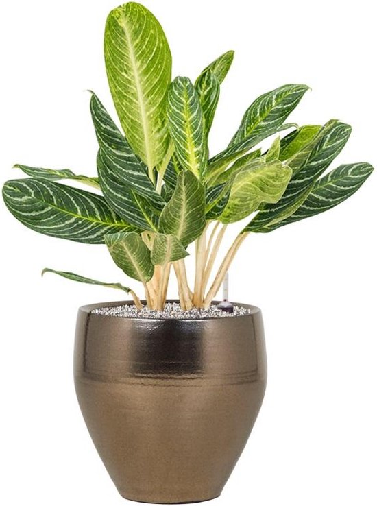 Plant in Pot Aglaonema Key Lime 80 cm kamerplant in Amora Gold 32 cm ...