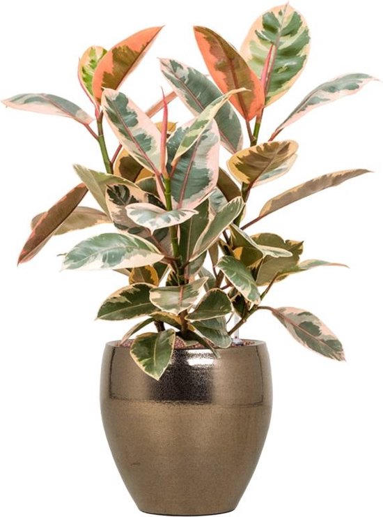 Plant in Pot Ficus Elastica Belize 75 cm kamerplant in Amora Gold 26 cm ...