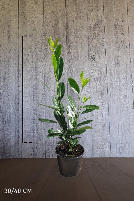 10 stuks | Laurier 'Elly' pot 30-40 cm - Compacte groei - Groeit ...
