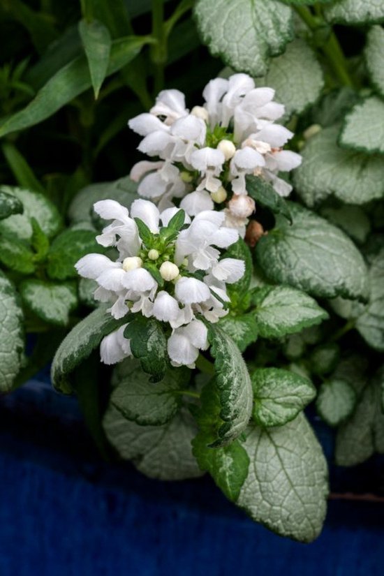 Set van 3 | Lamium maculatum 'White Nancy' - 0.7 liter pot | bol