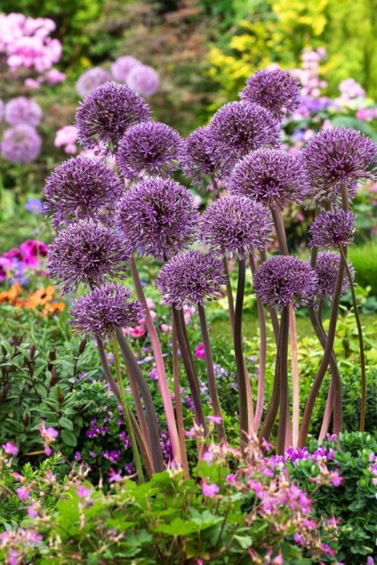 3 pièces | Jackpot Hybride Allium P11 | Emplacement : mi-ombre | naam ...
