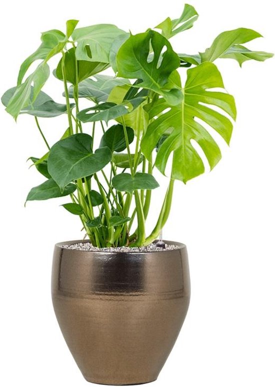 Plant in Pot Monstera Deliciosa 85 cm kamerplant in Amora Gold 32 cm ...