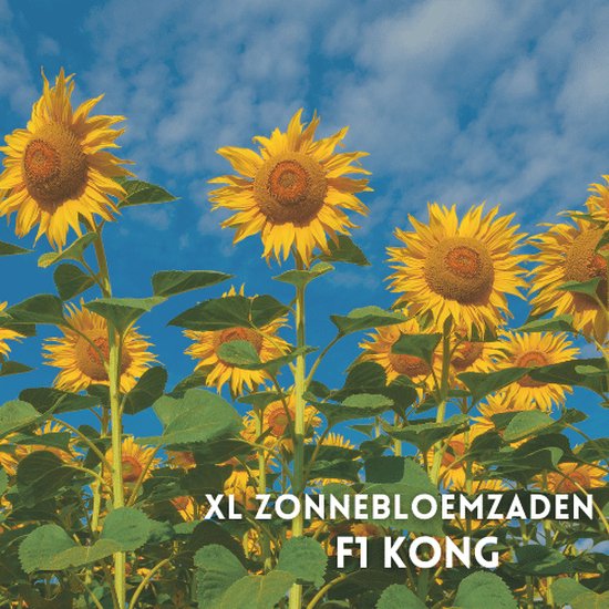 XL Zonnebloem zaden F1 Kong | bol